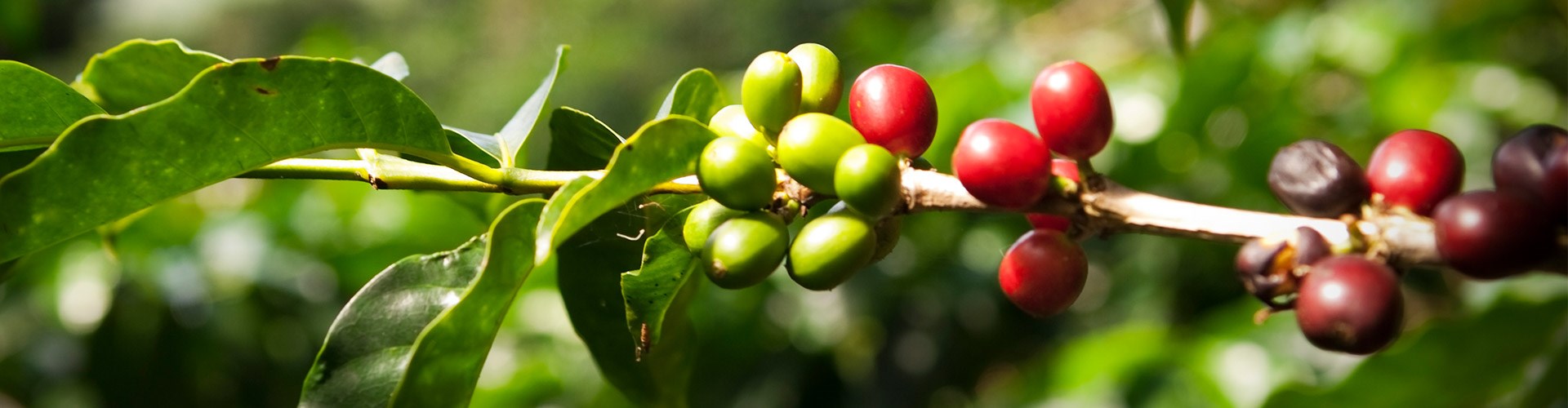 Nedcoffee is now Sucden Coffee - Sucden