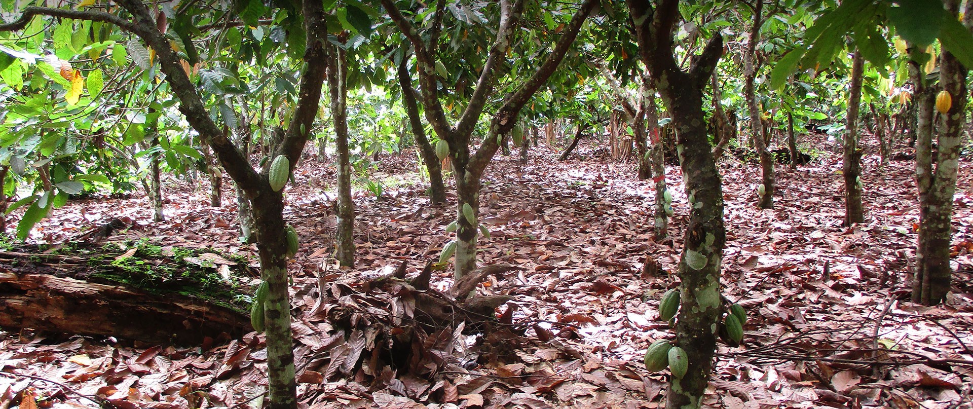 Ivory Coast – Where We Operate – Sucden