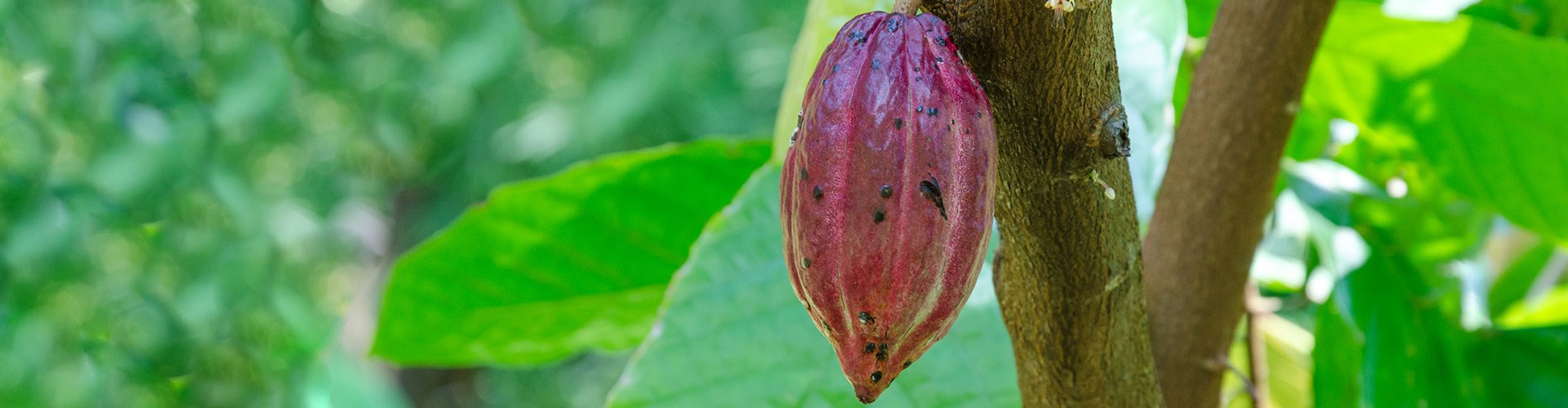 Cocoa Operations – USA – Where We Operate – Sucden